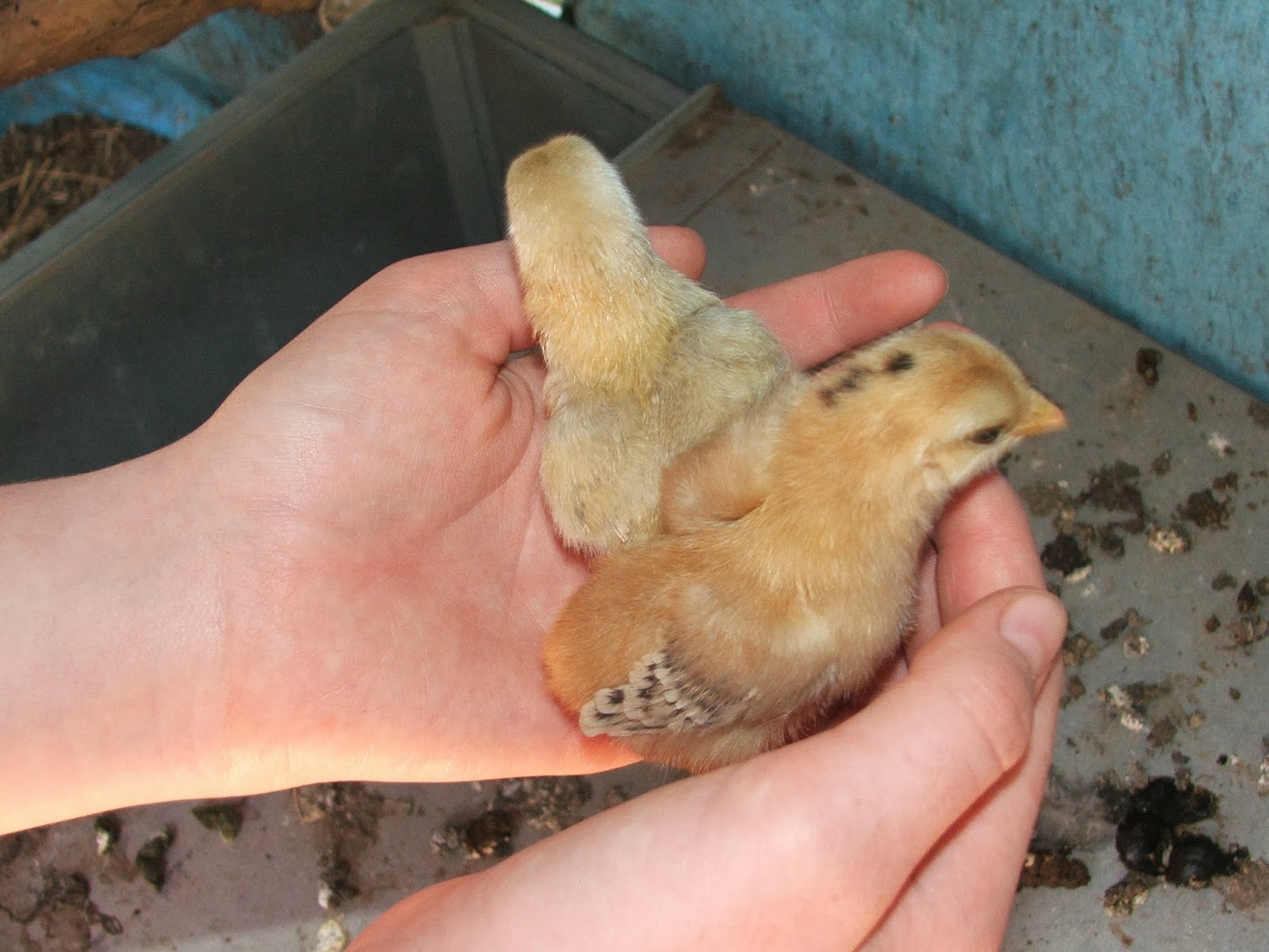 Chronicles of a humpy dweller: Passing of Ryan Rooster