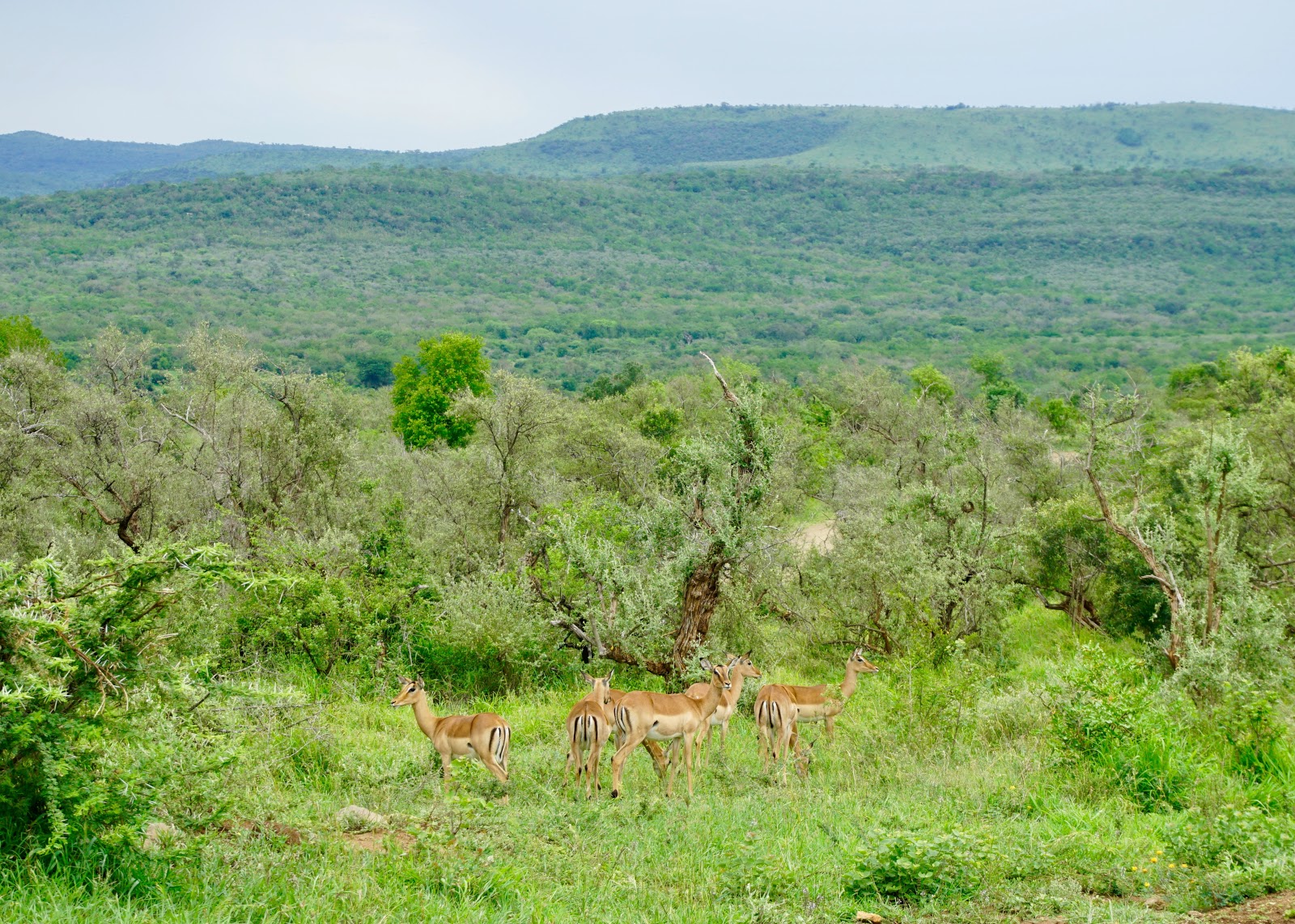 Lulu and Papa : Hluhluwe Umfolozi Game Reserve, South Africa