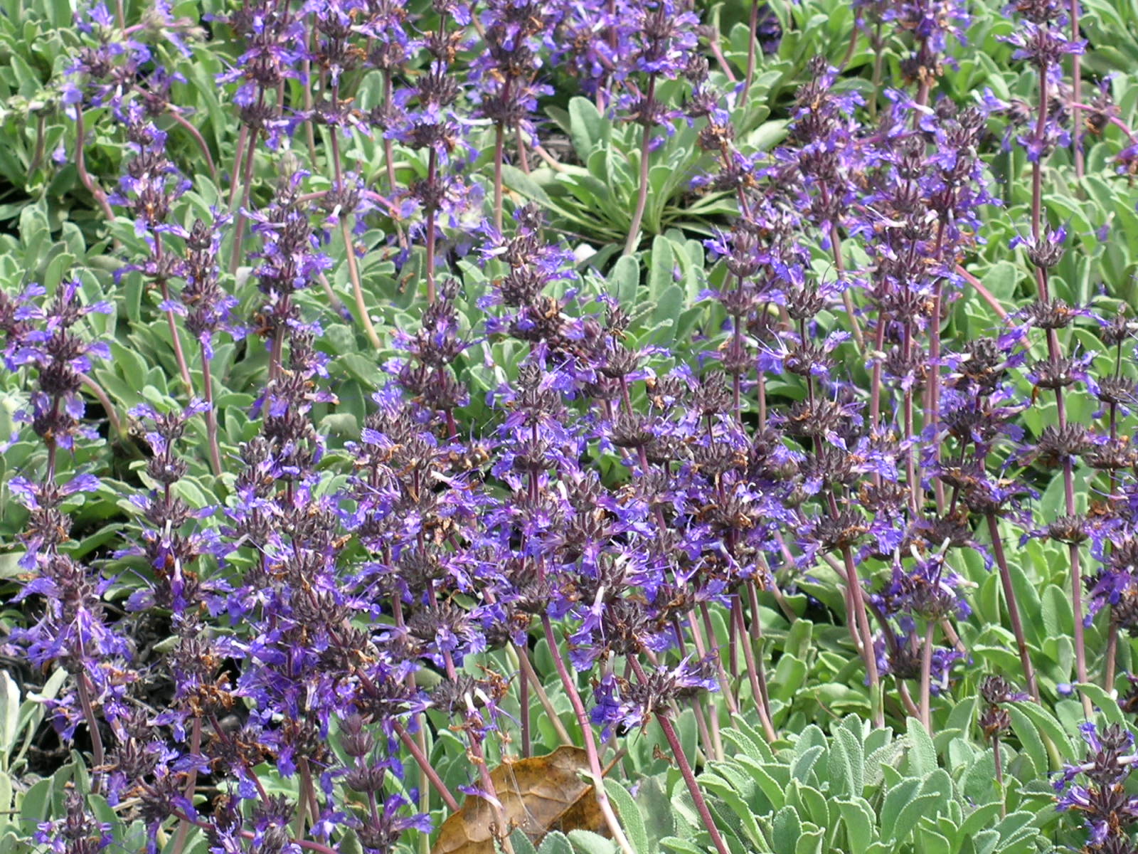 Berkeley Butterfly Blog: Creeping Sage--Salvia sonomensis