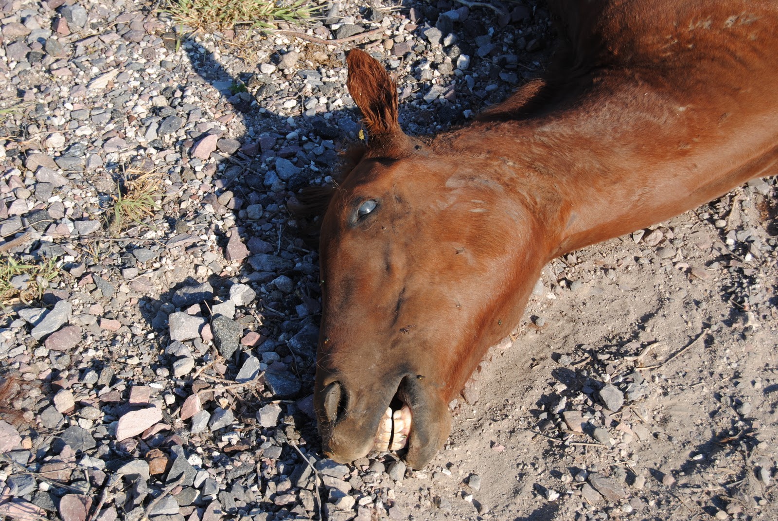 PANAMERICANA: GESICHTER DES TODES / FACES OF DEATH / LAS CARAS DE LA MUERTE