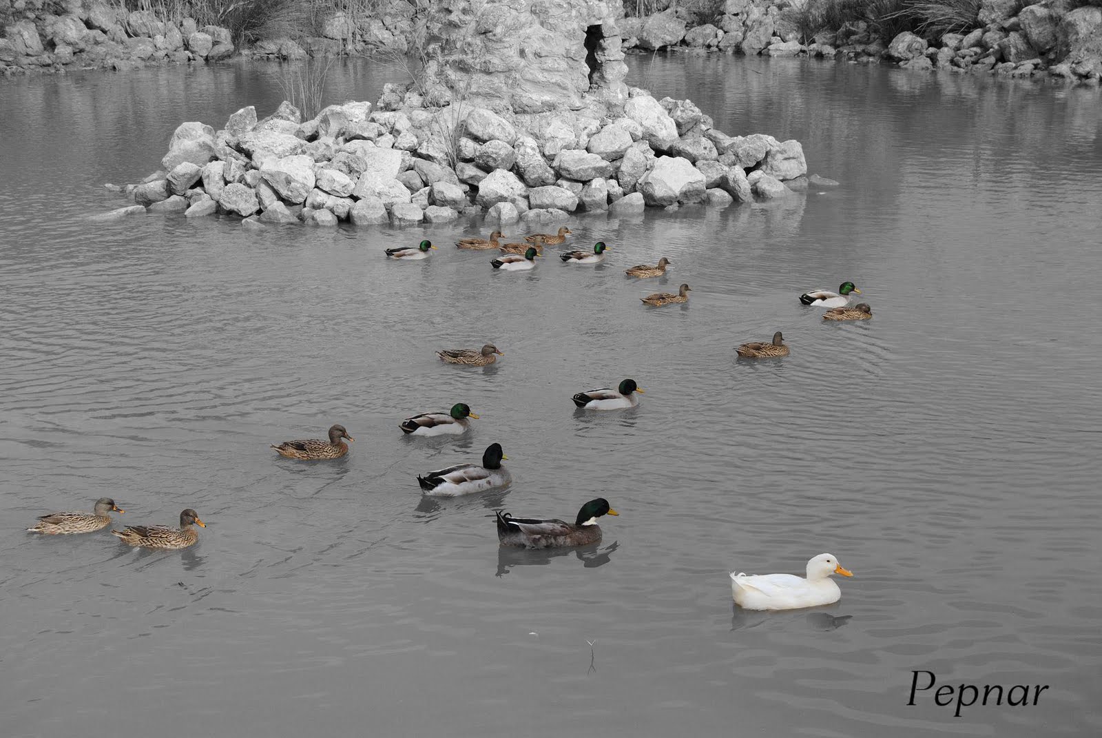 Fotos Pepnar: Patos de colores