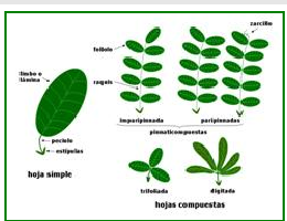 Método De La Ciencia: Morfología: hojas
