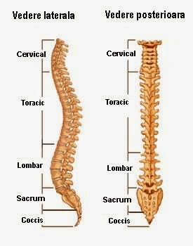 BIOLOGIE CUZA BRAILA: Sistemul osos