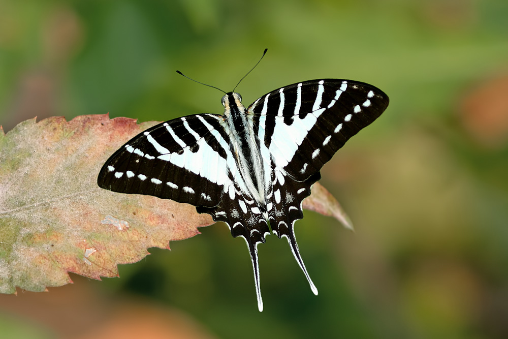 Graphium nomius DATASHEET | BugsAlive