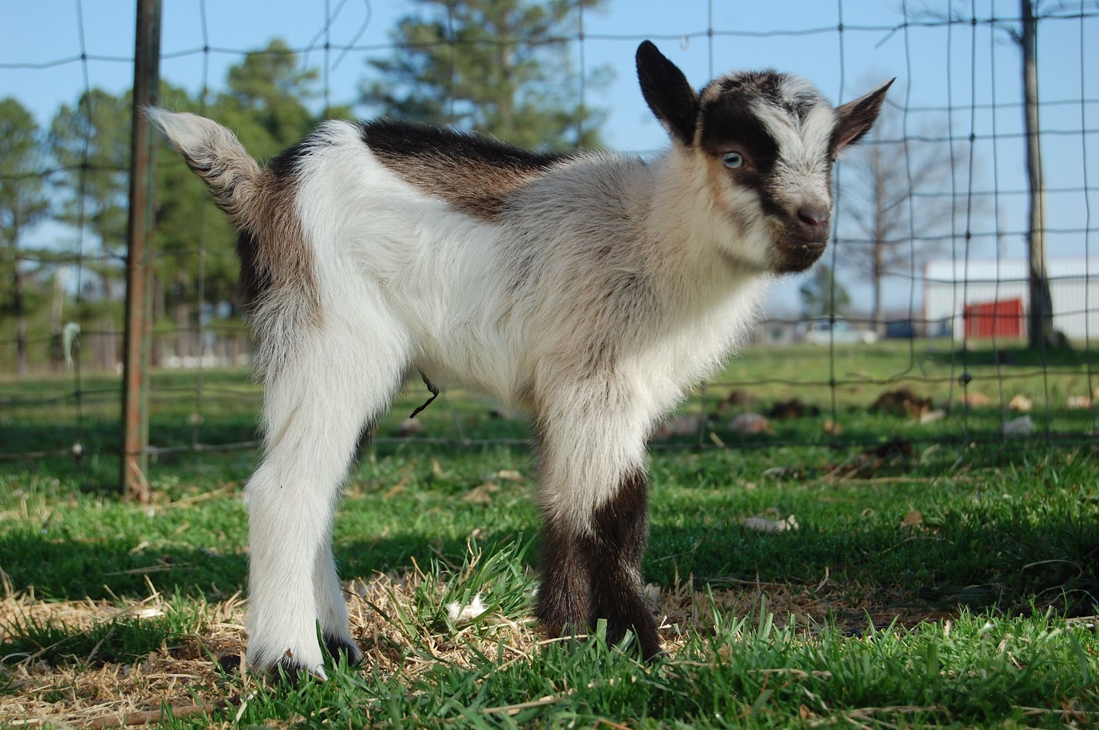 My Life as a Ranch Girl: Mini Alpine kids