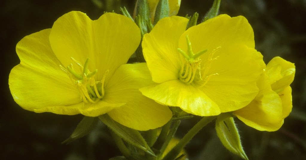 Entre flores y abejas: Onagra