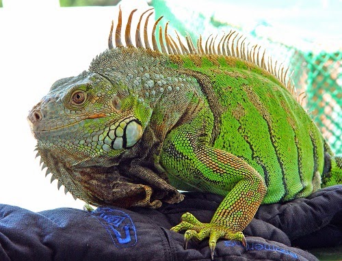 Fakta Tentang Hewan Iguana - Natural dan Indah