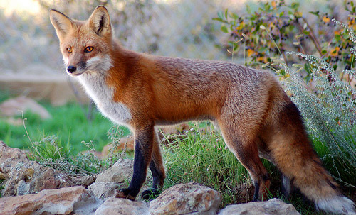 Red Fox | THE NATURE OF THE WORLD