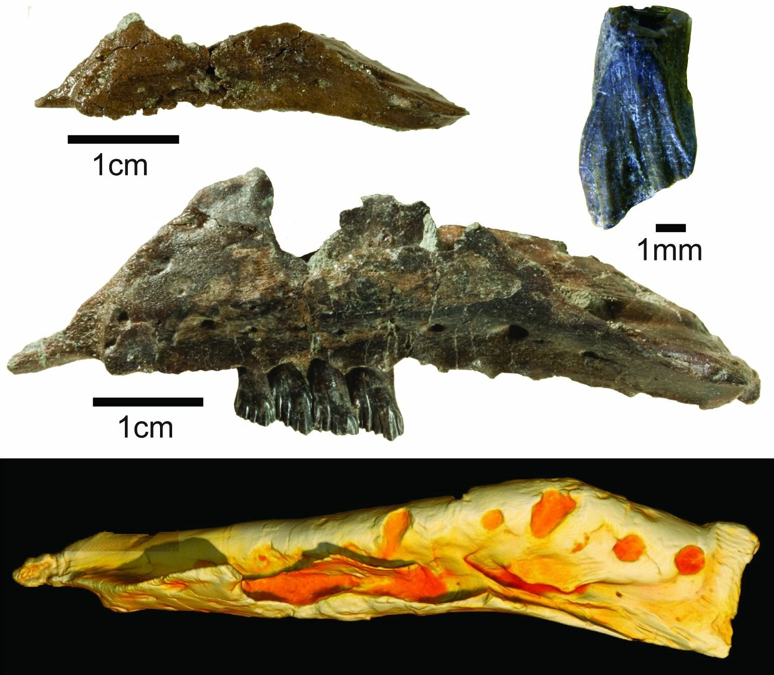 Species New to Science: [Paleontology • 2019] Galleonosaurus dorisae ...
