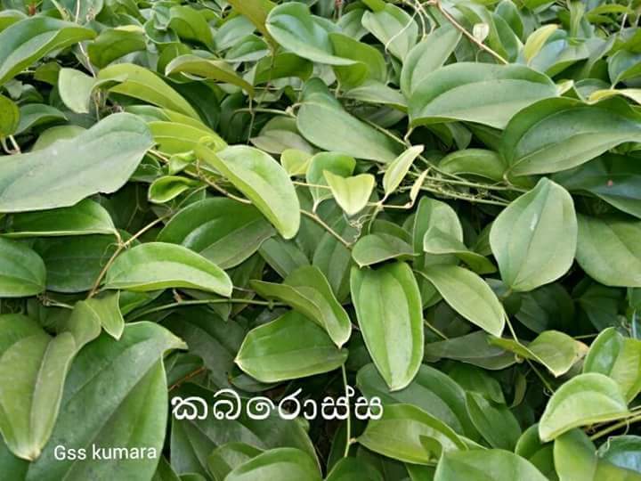 බෙහෙත් පැලෑටි/ඖෂධ පැල (Ayurvedha plant) ~ Sandy Foods | Sri Lanka