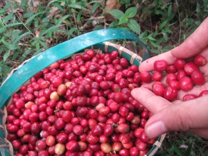I Love Koffie: Mengenal kopi arabica lebih dalam