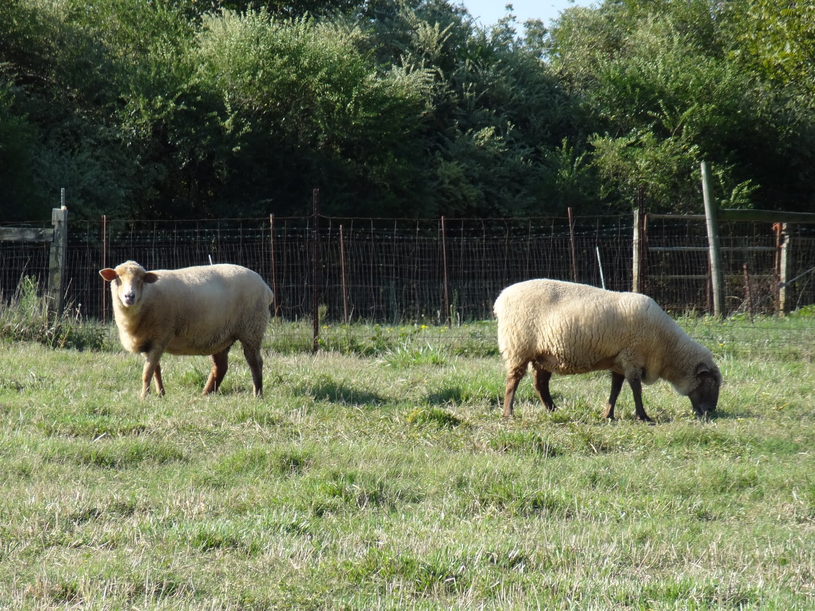 Remembering Jaron: A Brake from the Routine: Rev3 SC Race Report