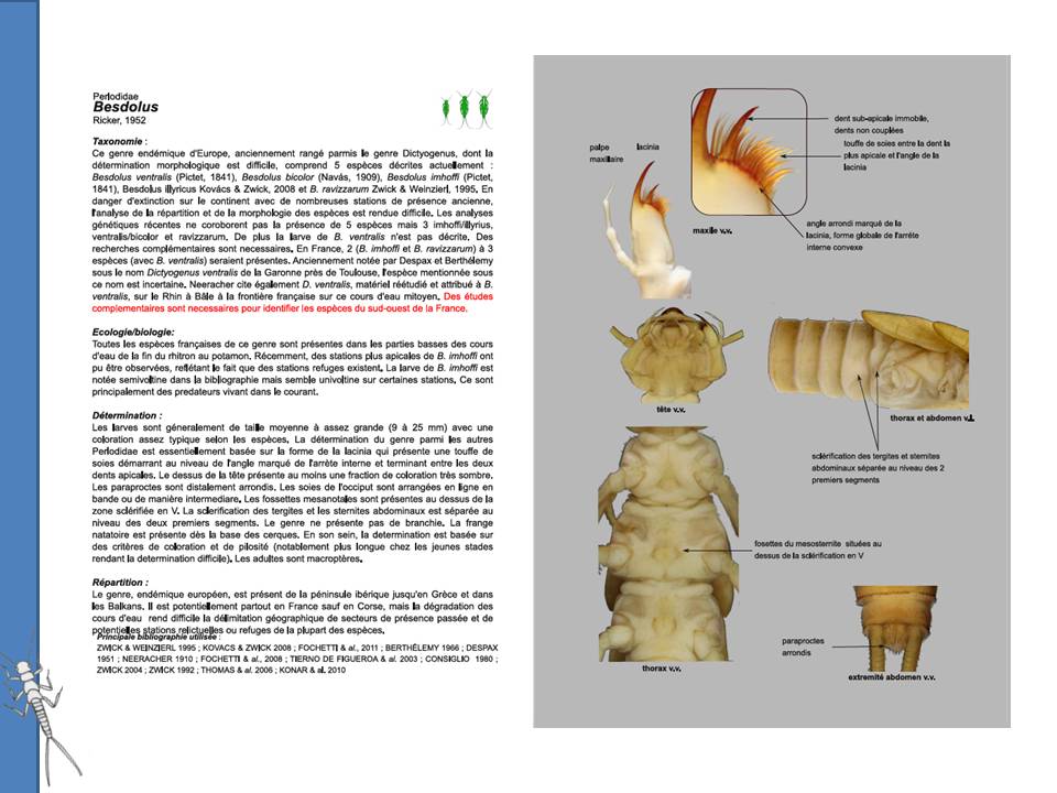Vers une clef des larves de plécoptères de France : identification ...