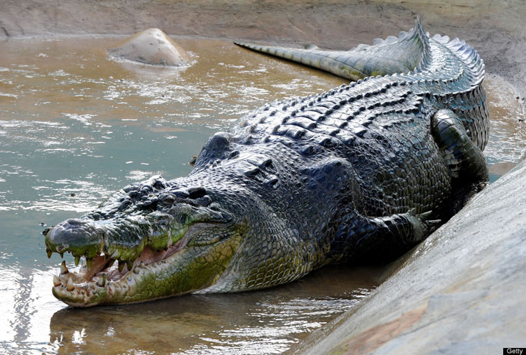 Lo Grandioso que son los Animales: El Cocodrilo del Río Nilo