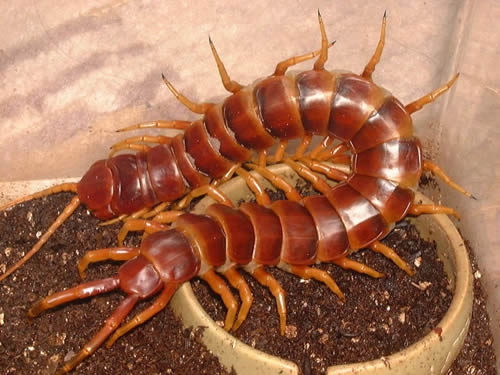 Blog Cik Ina Do do Cheng: kumpulan lipan bara & lipan bara