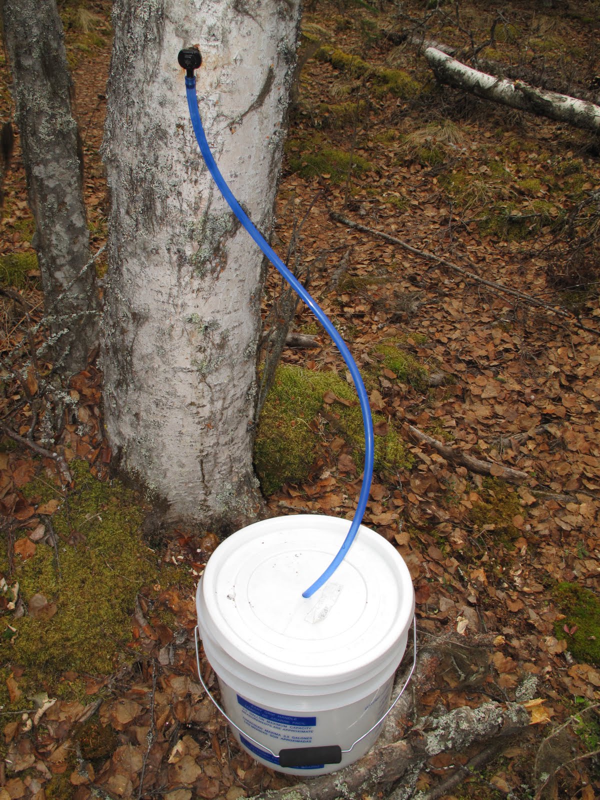 BASECAMP NIKISKI: ...tapping Kenai birch trees
