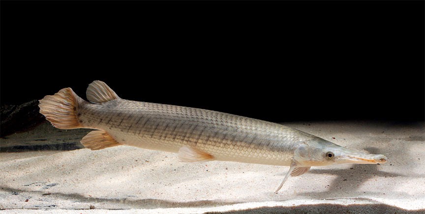 jenis jenis ikan aligator