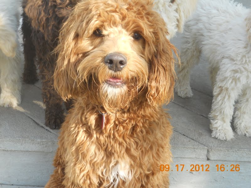 EllsWORTH Labradoodle Puppies!: Our dogs and what is happening with the ...