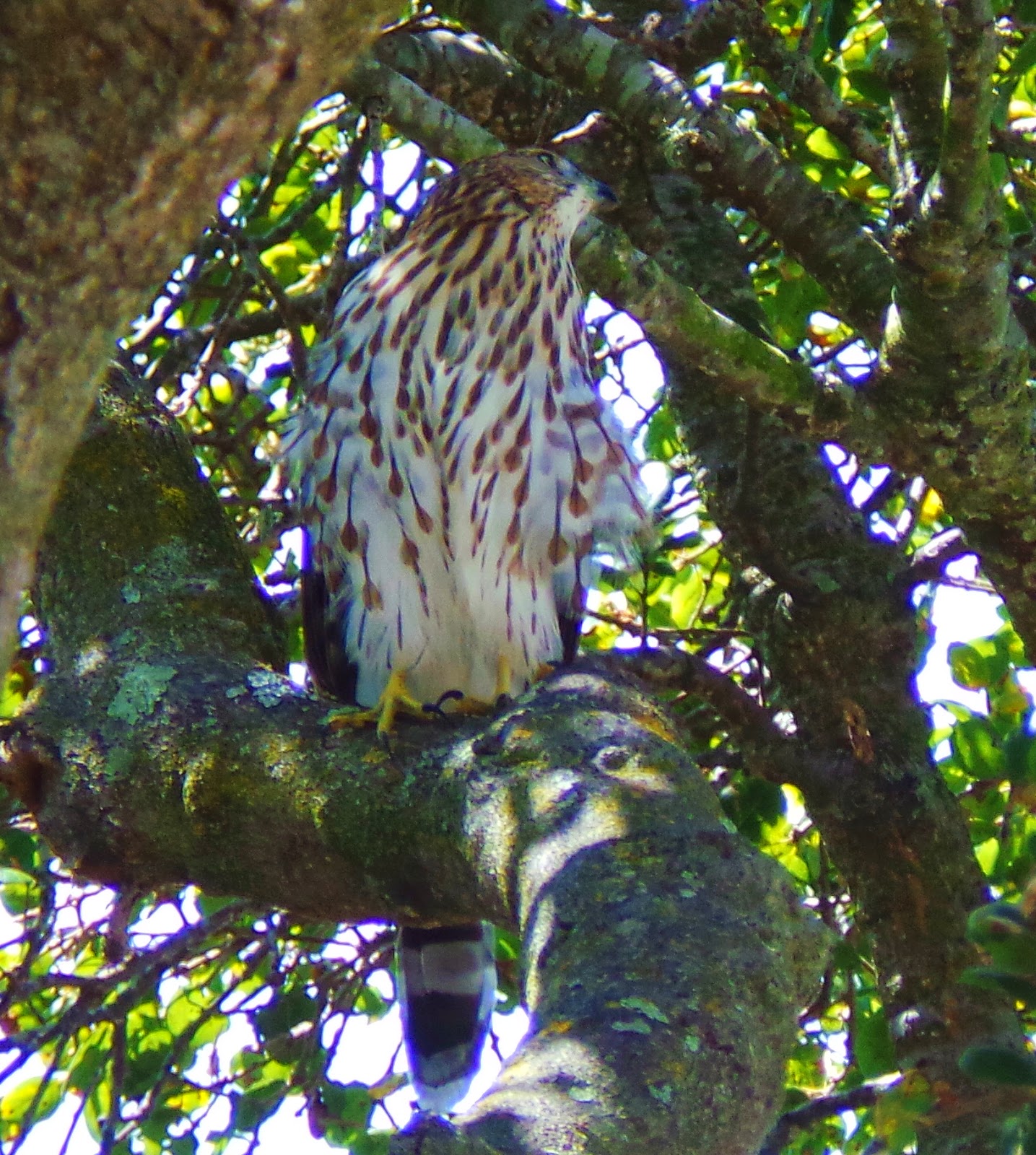 Berkeley Backyard Bird Blog: Mountain Talks Lecture: "Extraordinary ...