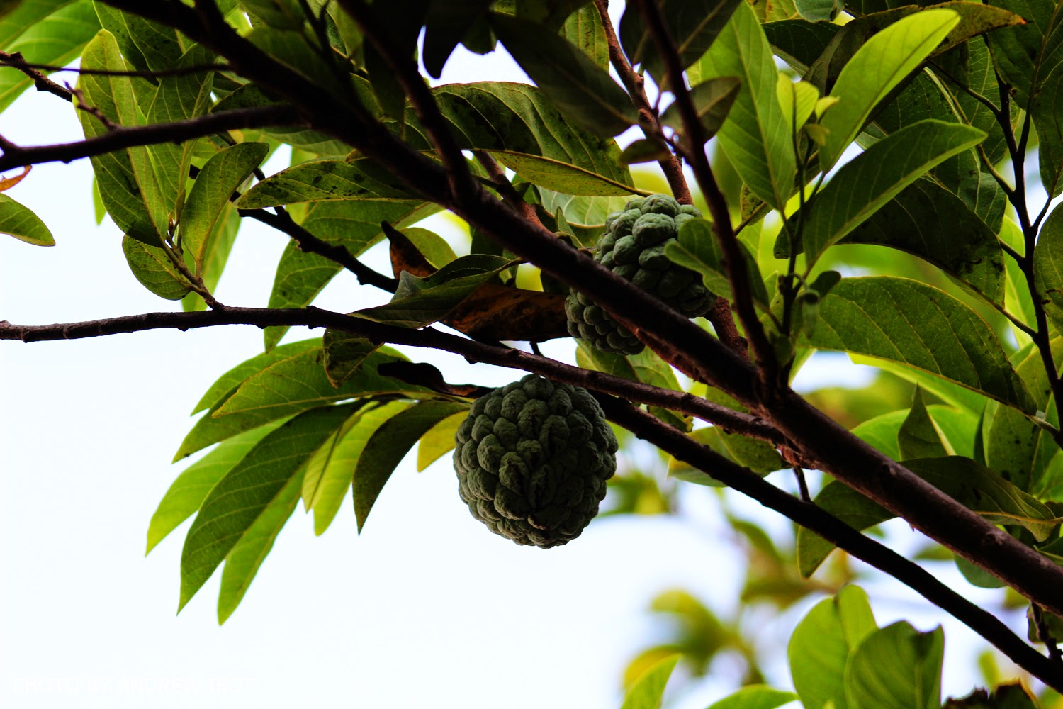 Ako si ANDREW IBOT!: Atis (Sugar apple, Sweet sop)