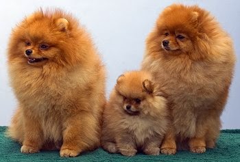 Such Good Dogs: Breed of the Month--Pomeranian