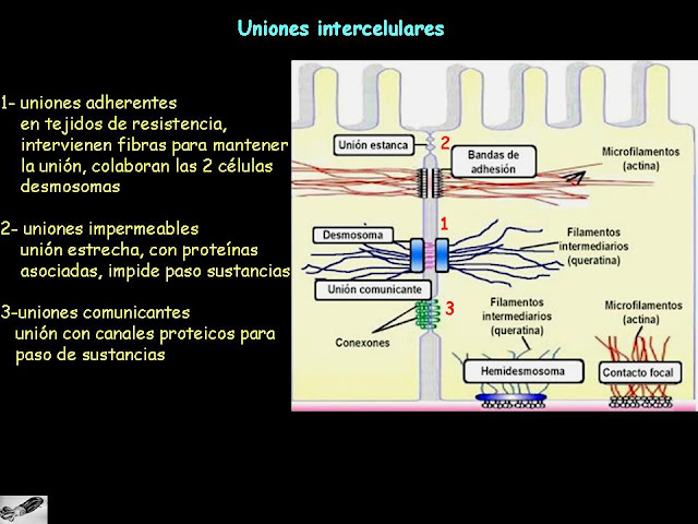 ...y la vida evolucionó: Glucocalix, uniones intercelulares, pared ...