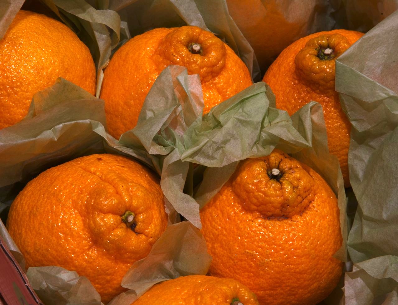 The Quest for Chefhood: There's a new fruit in town - Sumo mandarins!