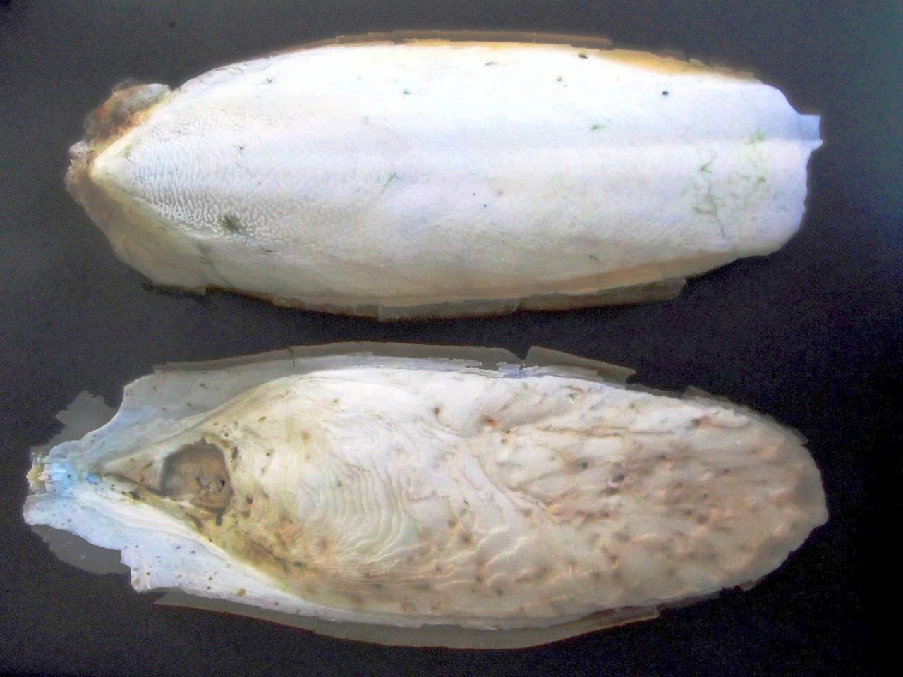 Largo Baywatch: Cuttlefish Bone