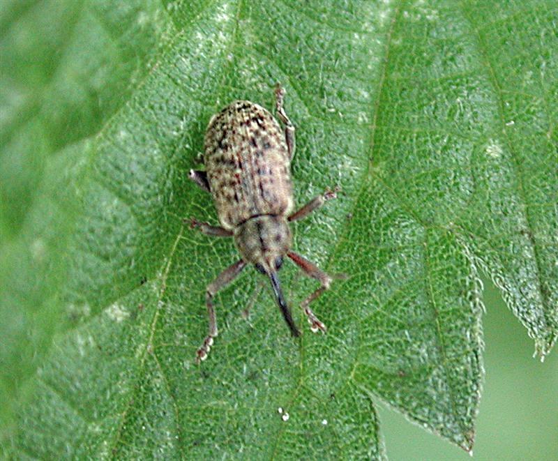 The Flora and Fauna of Holmethorpe Sand Pits: Weevils, leafhoppers ...