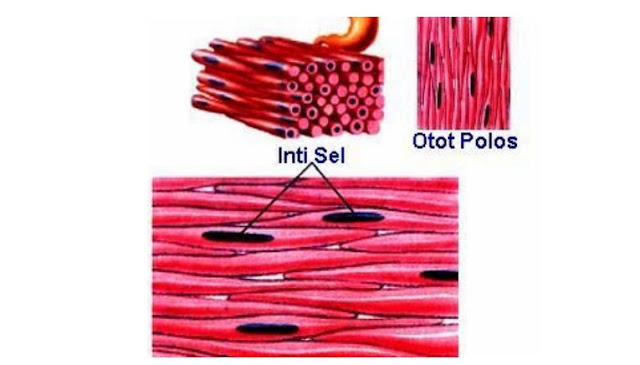Ciri-Ciri Jaringan Otot Lurik, Polos, dan Jantung