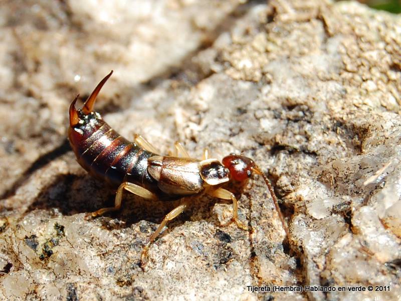 Flora Y Fauna De La CEP: La Tijereta
