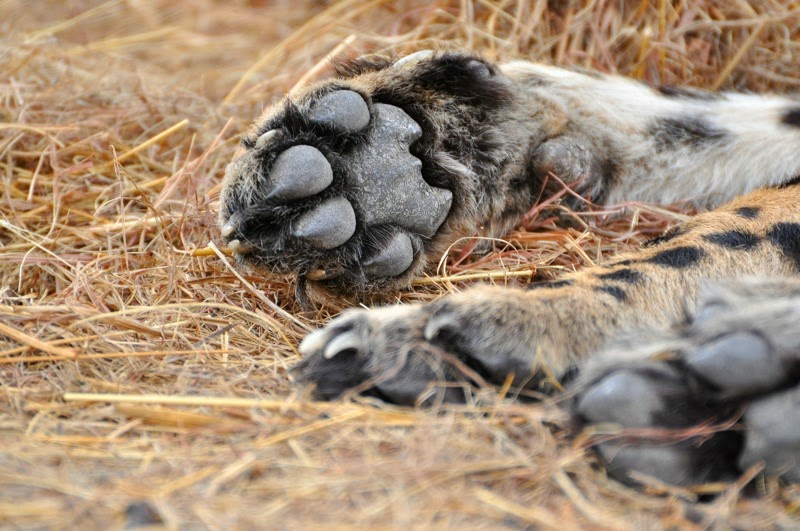 Far and Wild Safaris Blog: KwaCheetah Breeding Project – Nambiti ...