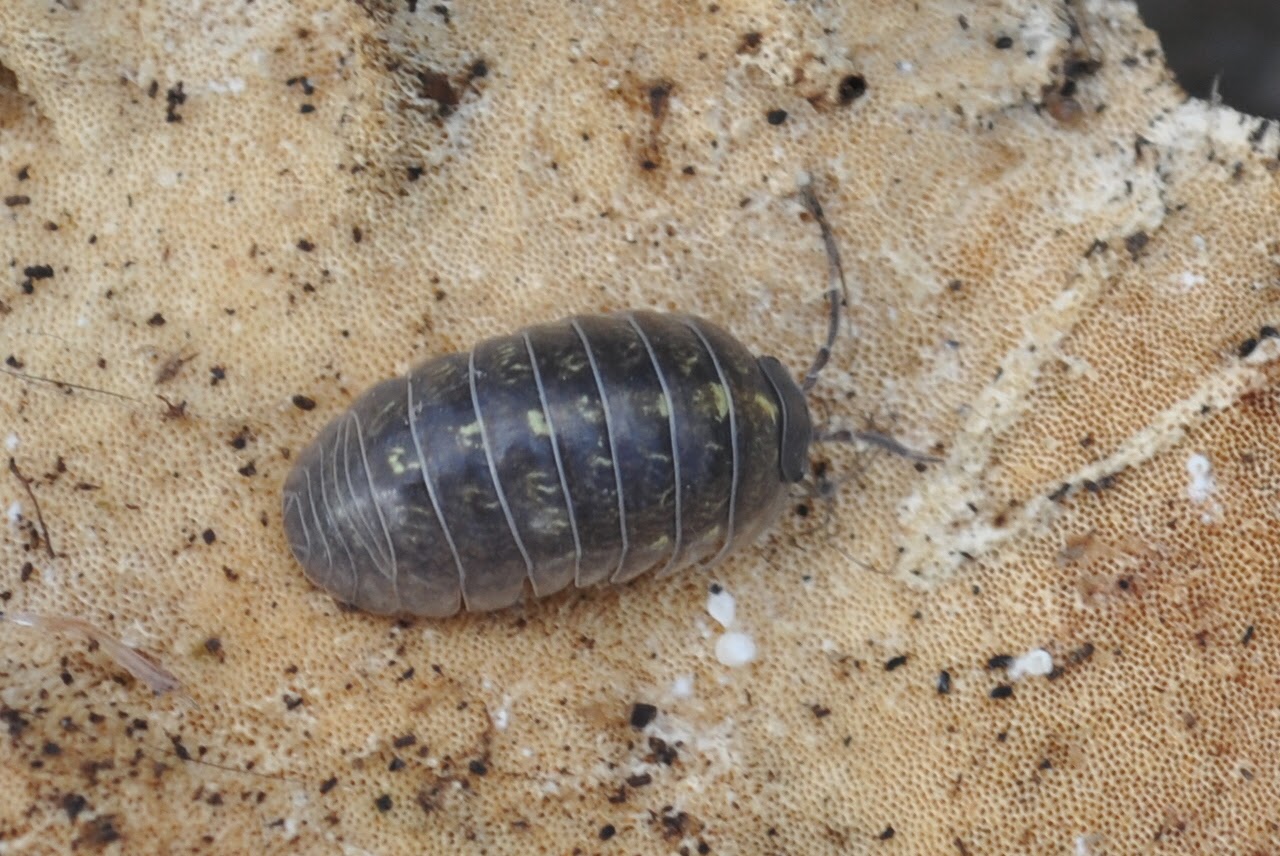 ZOOTOGRAFIANDO (6.100 ANIMALS): BICHO BOLA (Armadillium vulgare)