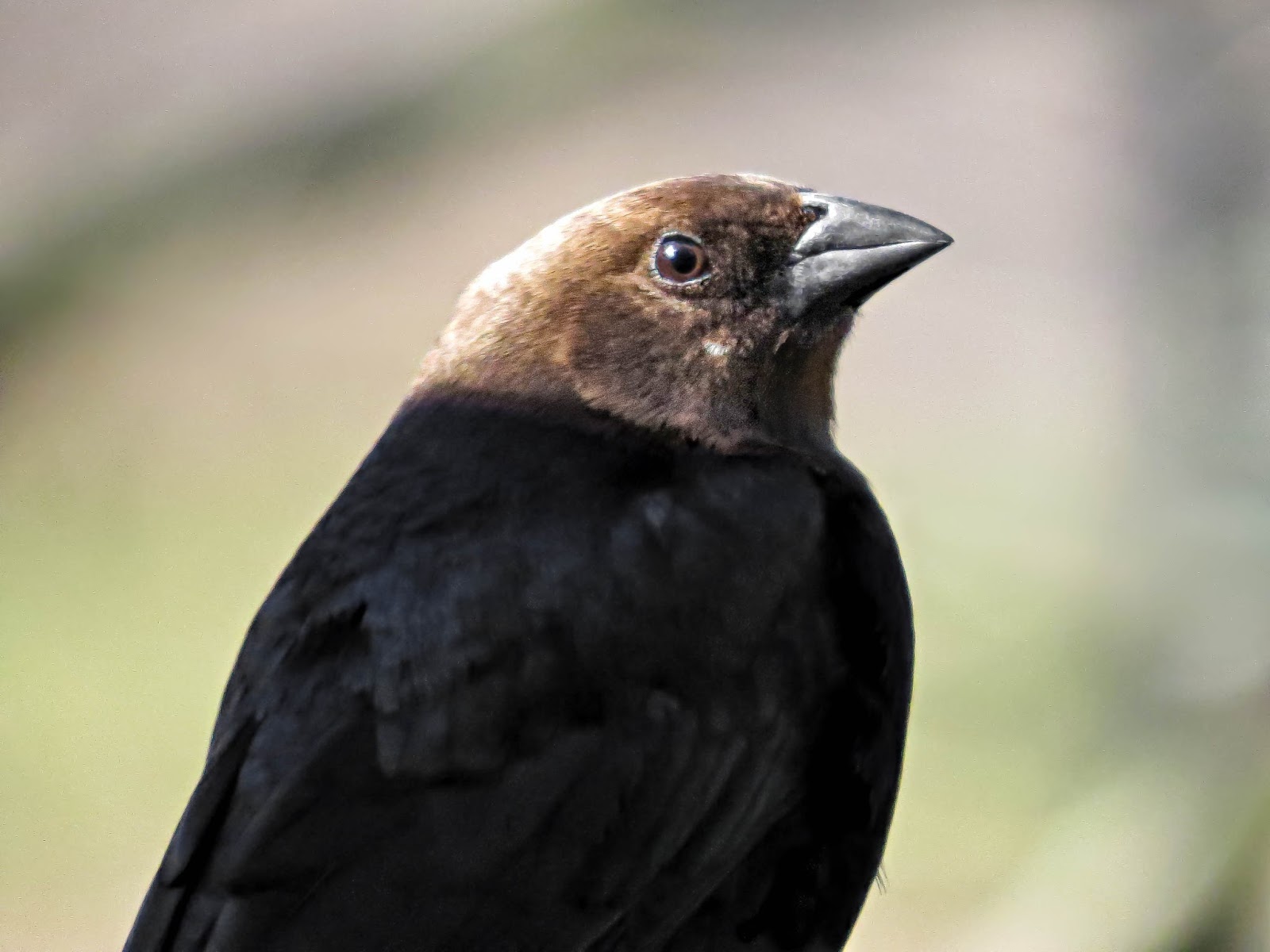 THE BIRD HOUSE: BROWN-HEADED COWBIRD: 03/18/2018
