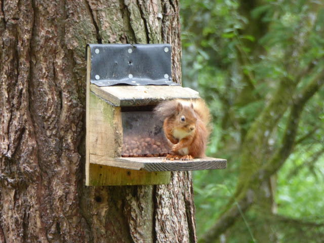 Wild and Wonderful: Holiday 1: Red Squirrel Quest ...
