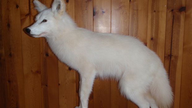 CRYPTOZOOLOGY ONLINE: Still on the Track: Scottie Westfall: White ...