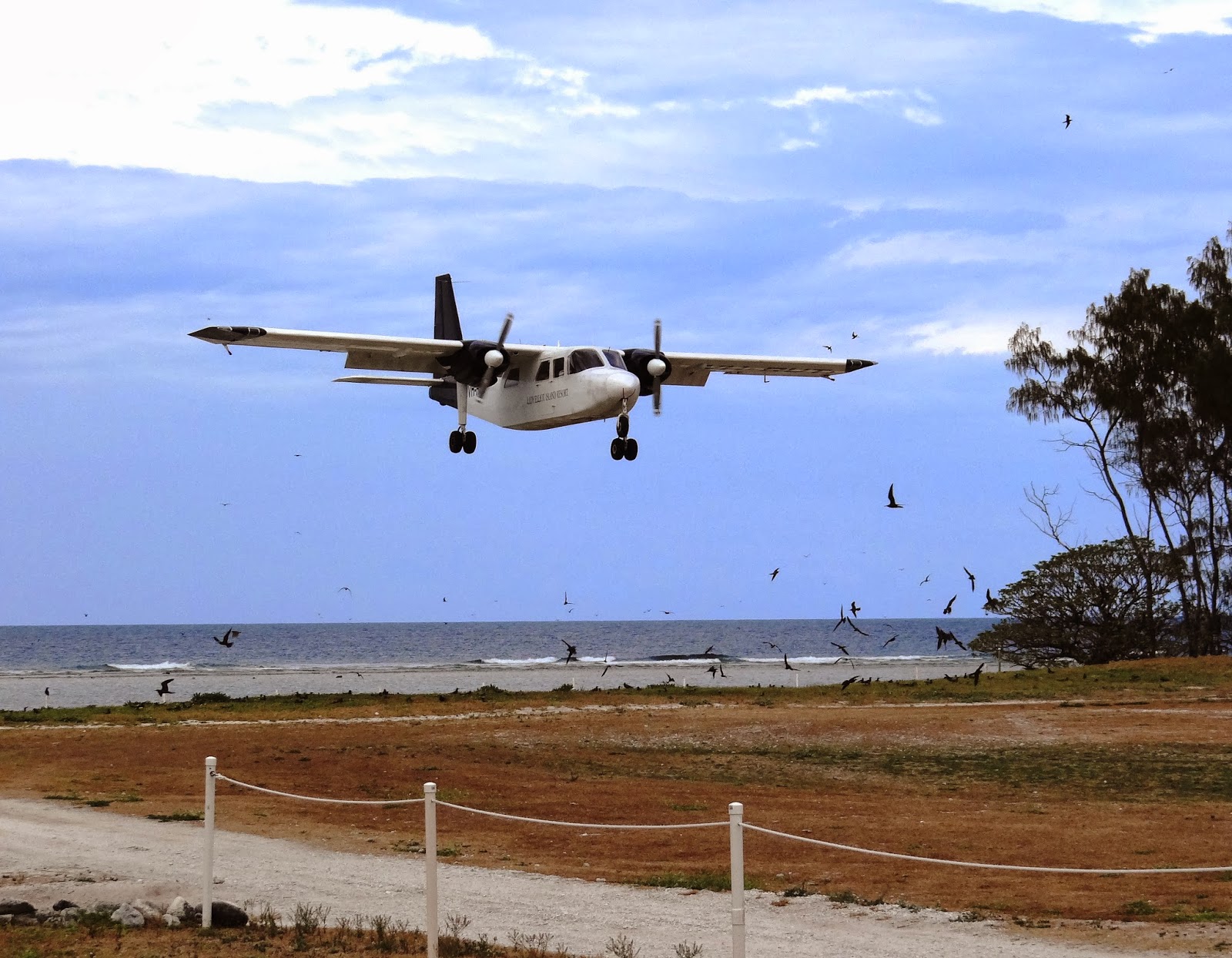sunshinecoastbirds: Lady Elliot Island - Part I (Terns)