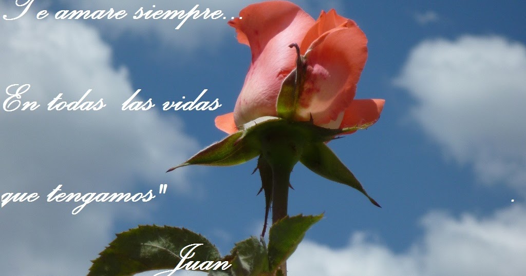 La Primera Rosa de cada Noviembre