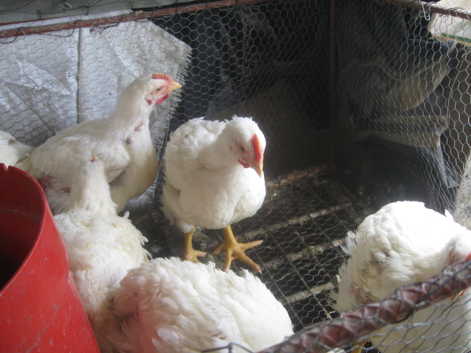 CRIA DE POLLOS DE ENGORDE EN LA VEREDA ULAGA BAJO