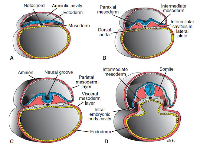 NOTA KEDOKTERAN: Perkembangan Embrio Manusia