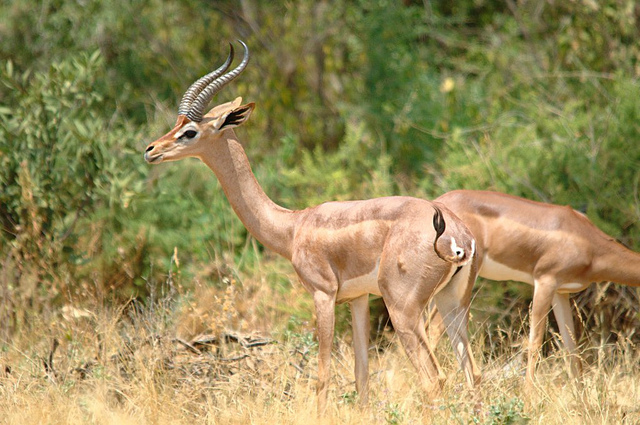 The Strange Elegance of the Giraffe-Necked Antelope | The Ark In Space