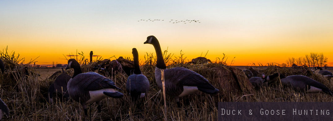 Guided Canada Waterfowl Hunt ~ Guided Goose/Duck Hunts