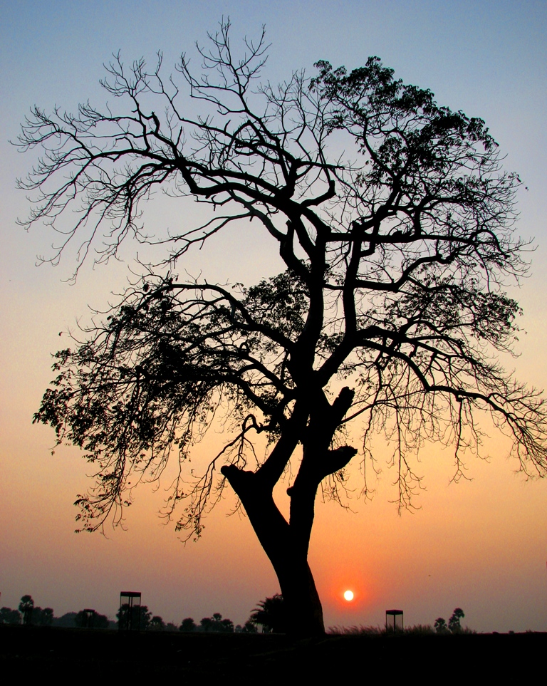 Shadow Dancing with Mind: THE MONK KEY: Ganga and the Old Peepul Tree…