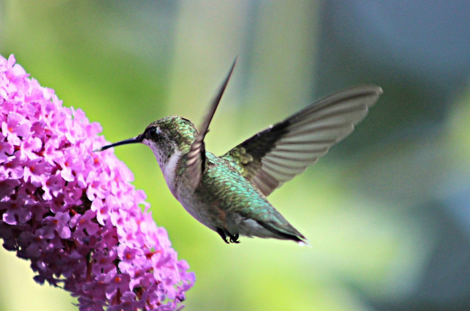 Our Retirement Days: Pollinators