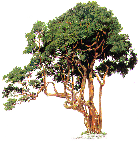 El Blog de El Divino: Arrayán. Una opción 100% orgánica