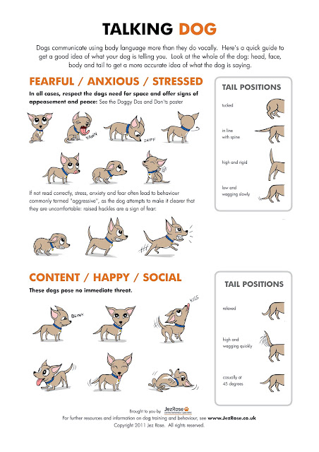 Zoomdog Agility and Sports Club: Talking Dog: Body Language