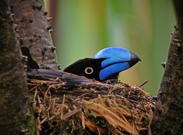 Syneidesis: Las Mejores fotografias de Aves del concurso de National ...