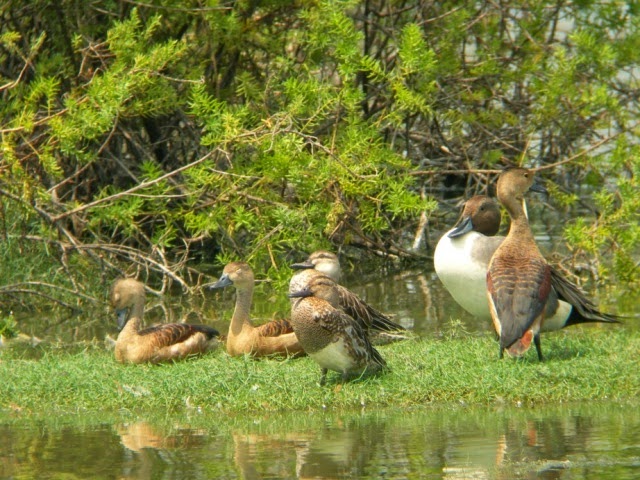 Safari Sri Lanka: Vankalai Bird Sancturay - Mannar Sri Lanka