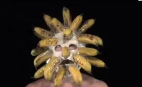 Banana Mask + Firecrackers = Weird! » Mac's Opinion