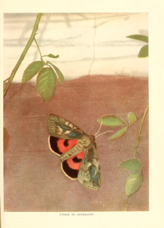 Smithsonian Collections Blog: Gene Stratton-Porter and the end of ...